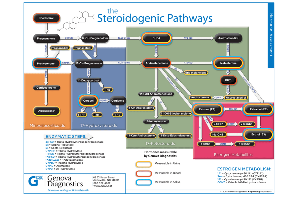 Steroid Hormone Pathways by Genova | Nourish Medical Center